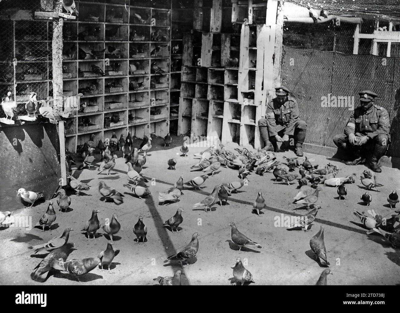 07/31/1918. On the English front, in France. A carrier pigeon loft used ...