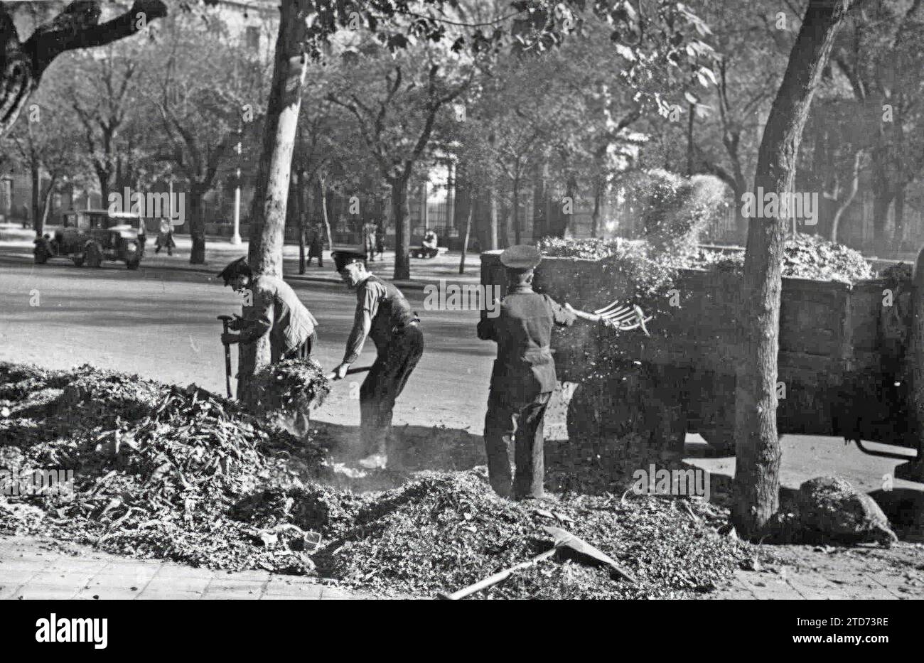Madrid, December 1955. Gardeners collecting leaves from trees that have ...