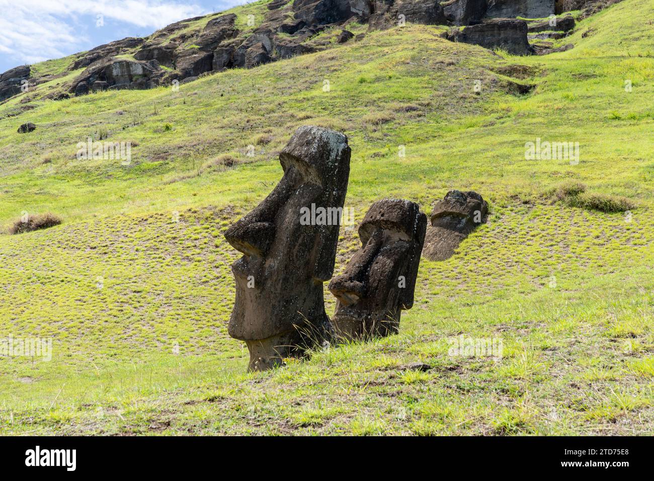 Moai heads on the slope of Rano Raraku on Easter Island (Rapa Nui ...