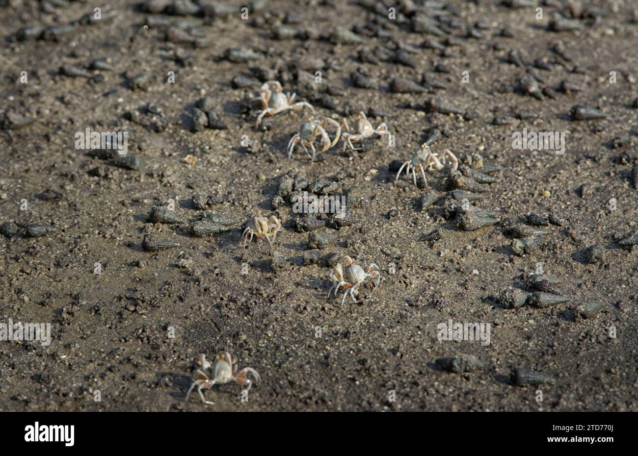 Bubbler crabs hi-res stock photography and images - Alamy