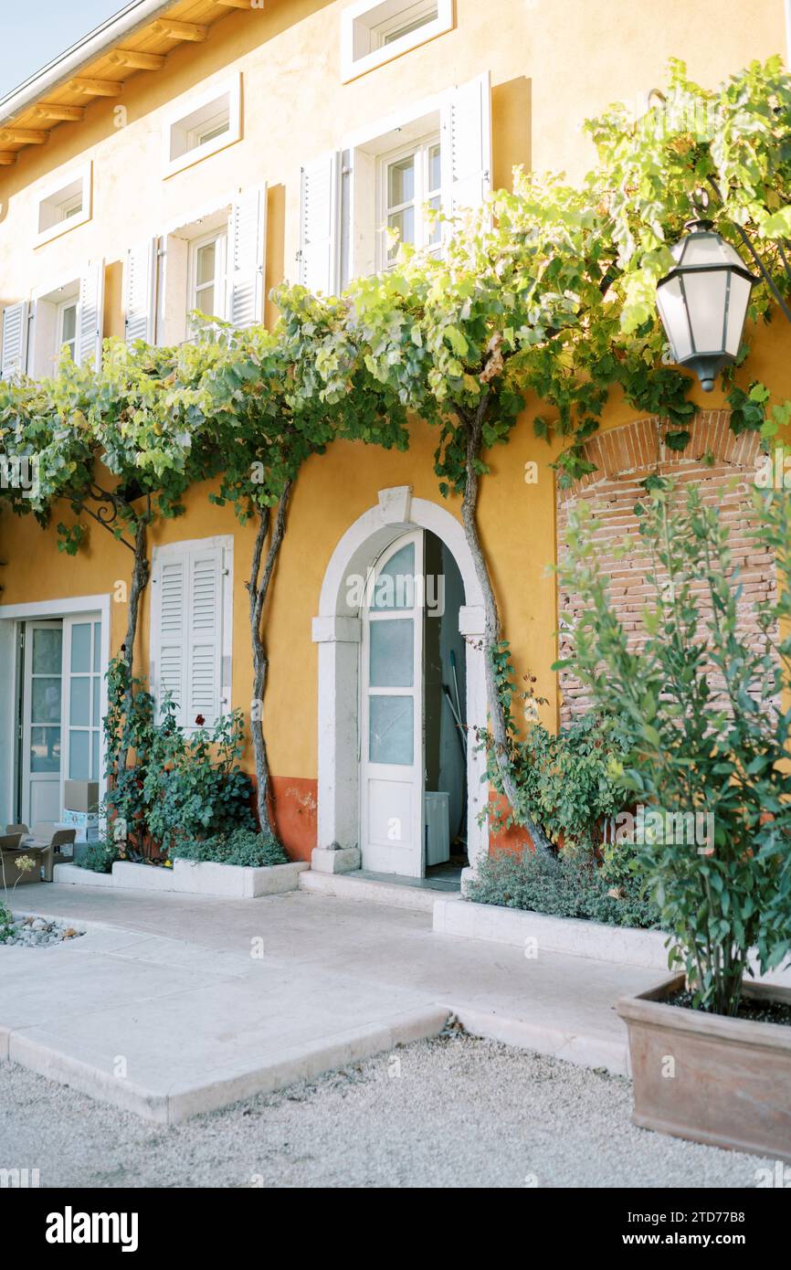 Grapevine winds along the yellow facade of an ancient villa Stock Photo ...