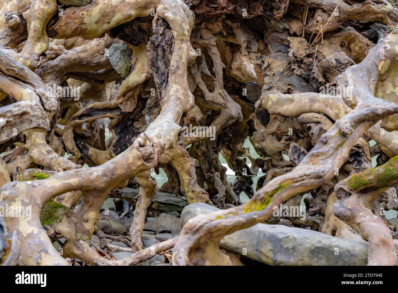 Exposed roots of a tree in stream at Wells Falls, Businessman's Lunch ...