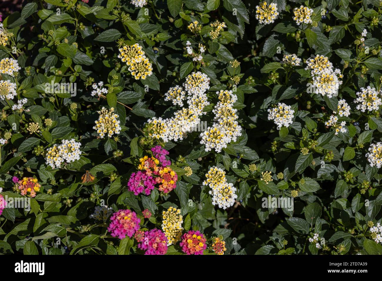 Full frame macro texture background of colorful lantana camara flowers ...