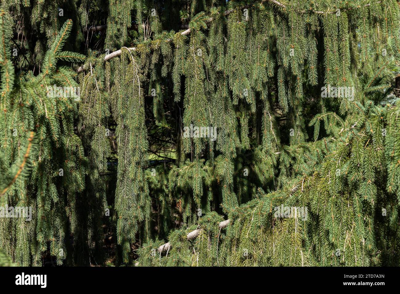 Full frame texture background of weeping white spruce (picea glauca ...