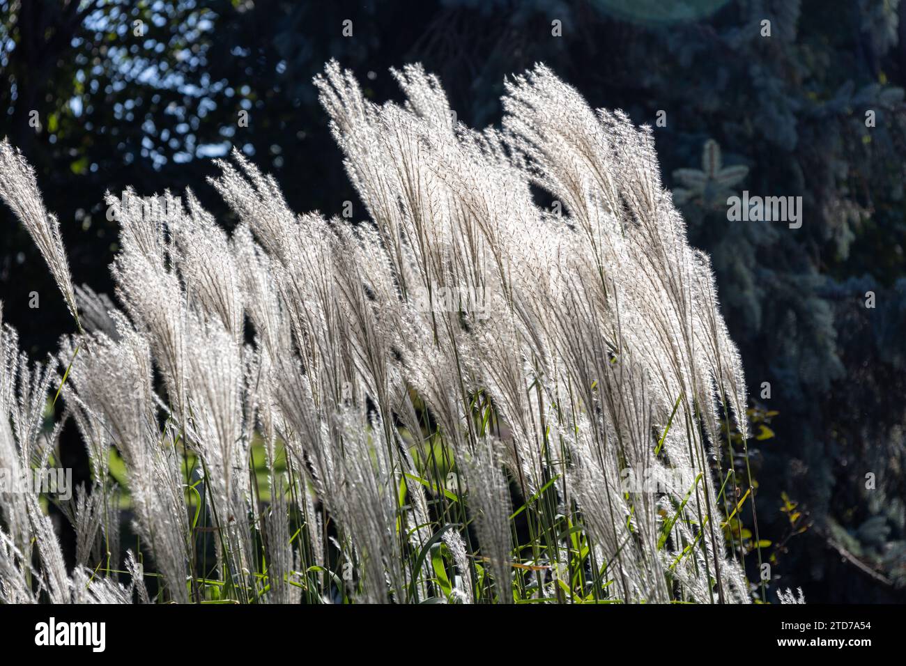 Full frame macro texture background of wispy white ornamental ...