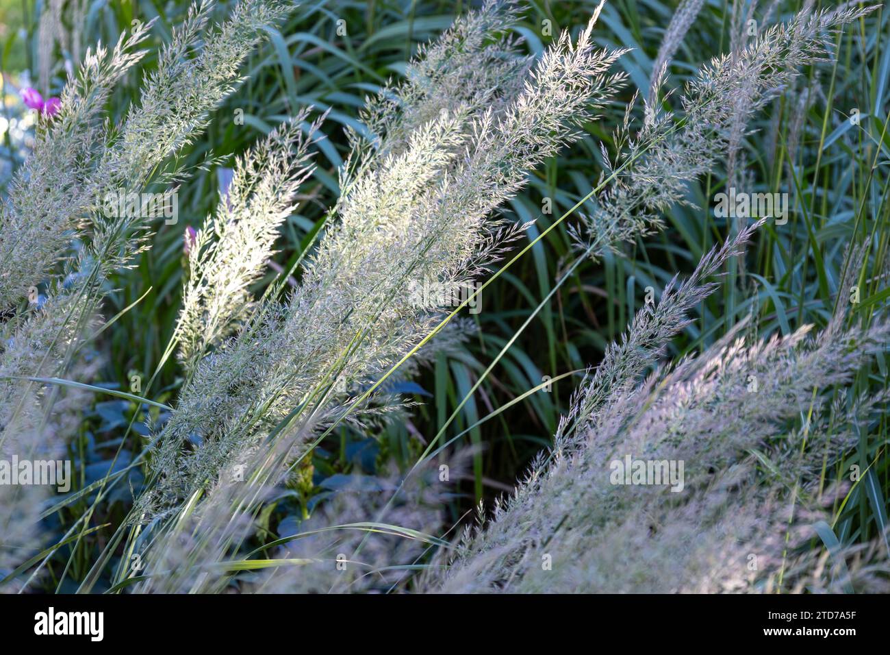 Full frame macro texture background of white color ornamental feather ...
