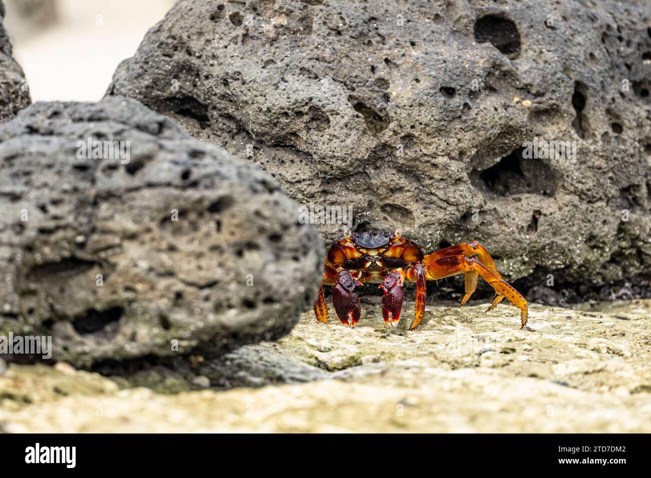 Crab on the beach on the Red Sea in Saudi Arabia Stock Photo - Alamy