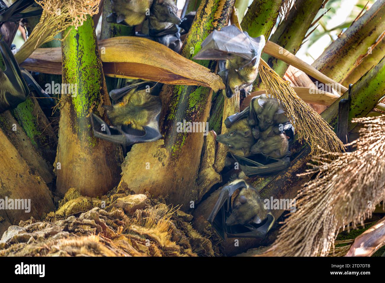 Straw coloured fruit bats hi-res stock photography and images - Alamy
