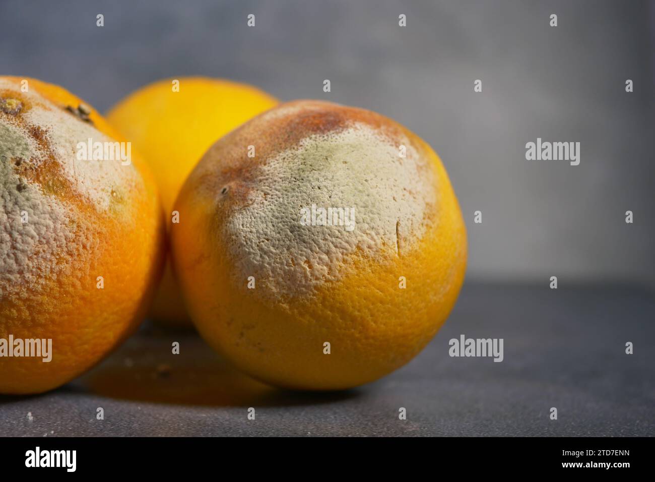 Rotten orange. Moldy orange on black background Stock Photo - Alamy