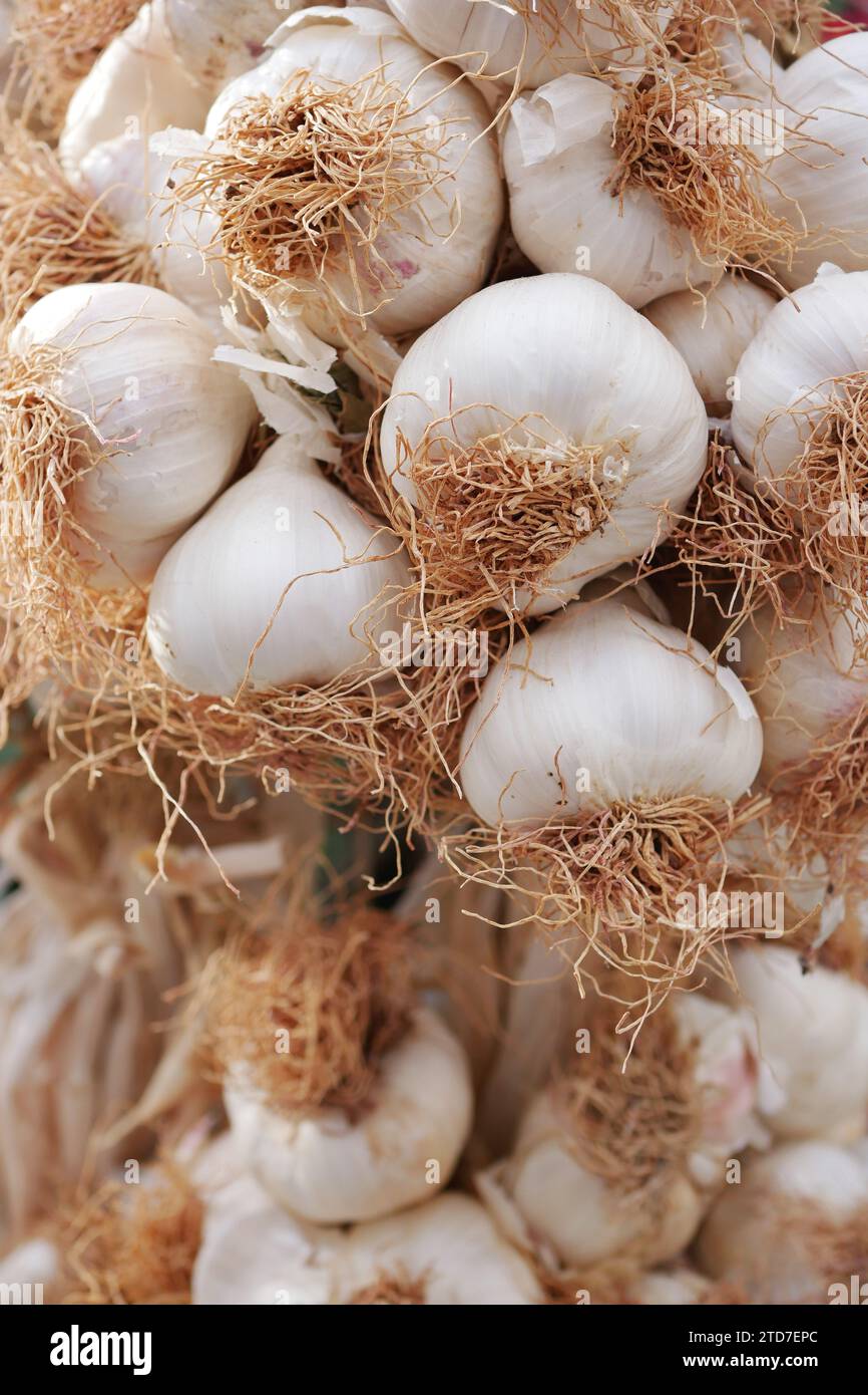 close up pf garlic on white background Stock Photo - Alamy
