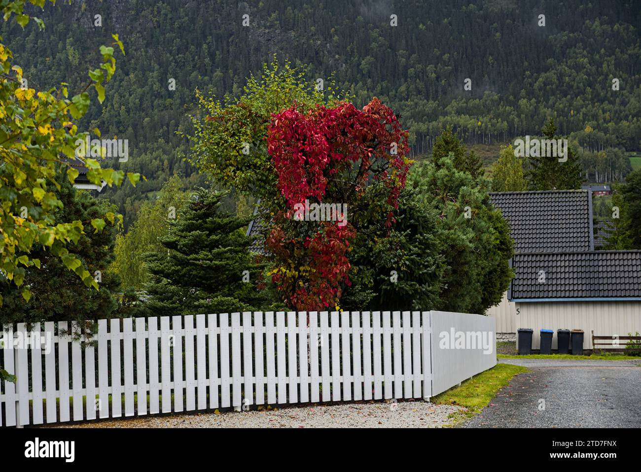 Red creeper hi-res stock photography and images - Alamy