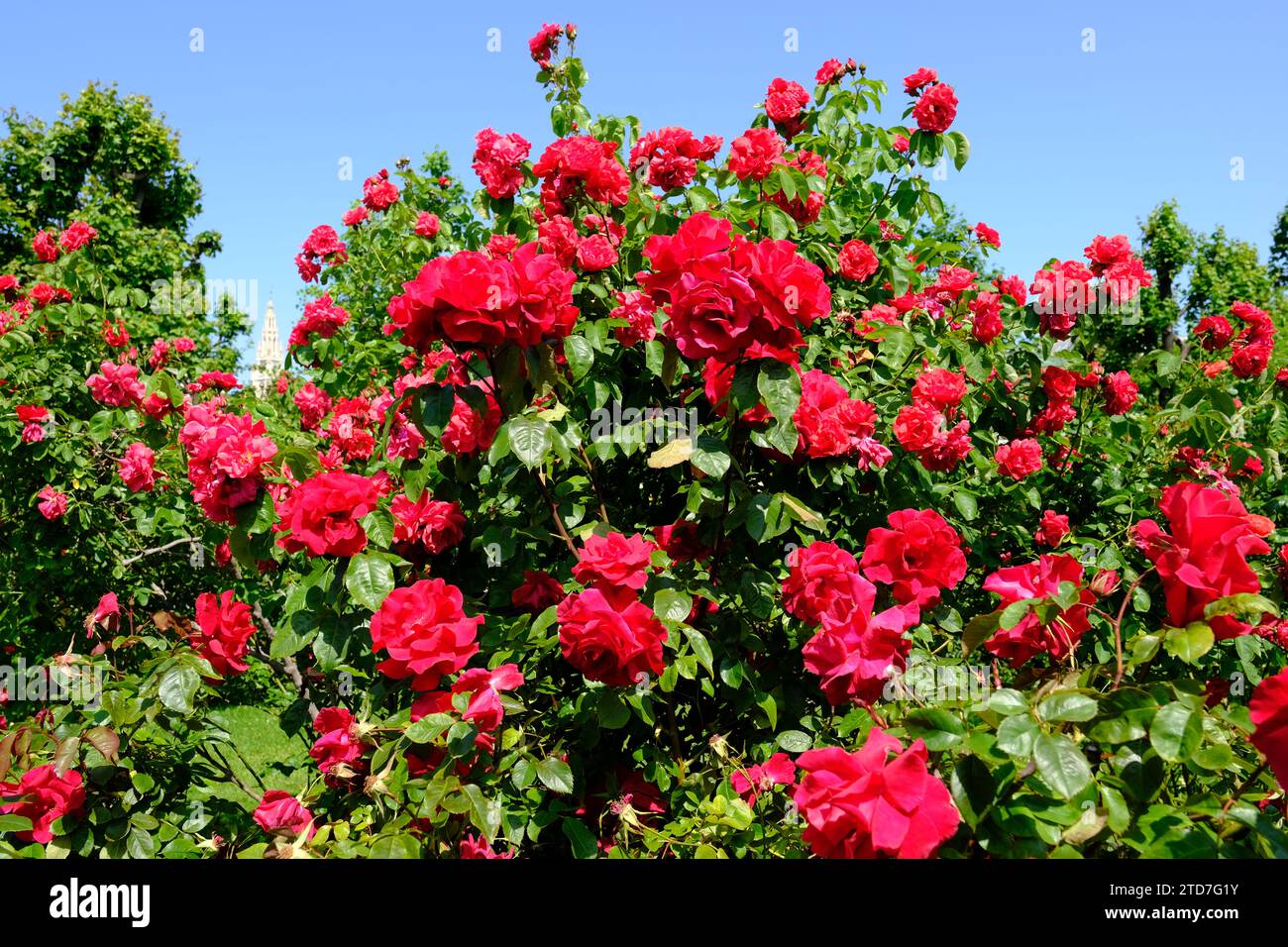 Vienna Austria - Rose garden - People's Garden - blooming rose flower ...