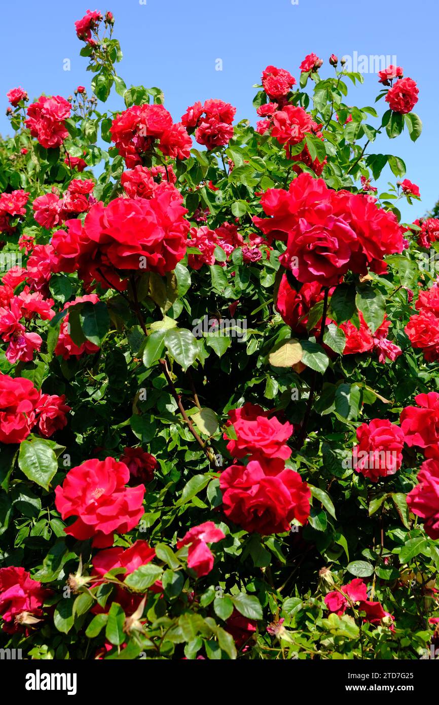 Vienna Austria - Rose garden - People's Garden - blooming rose flower ...