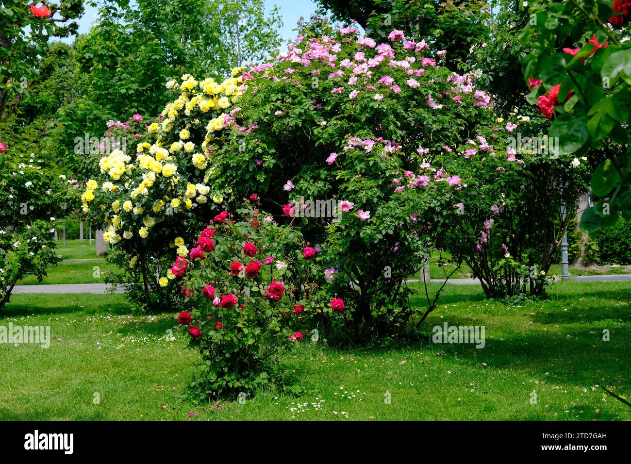 Vienna Austria - Rose garden - People's Garden - blooming rose flower ...