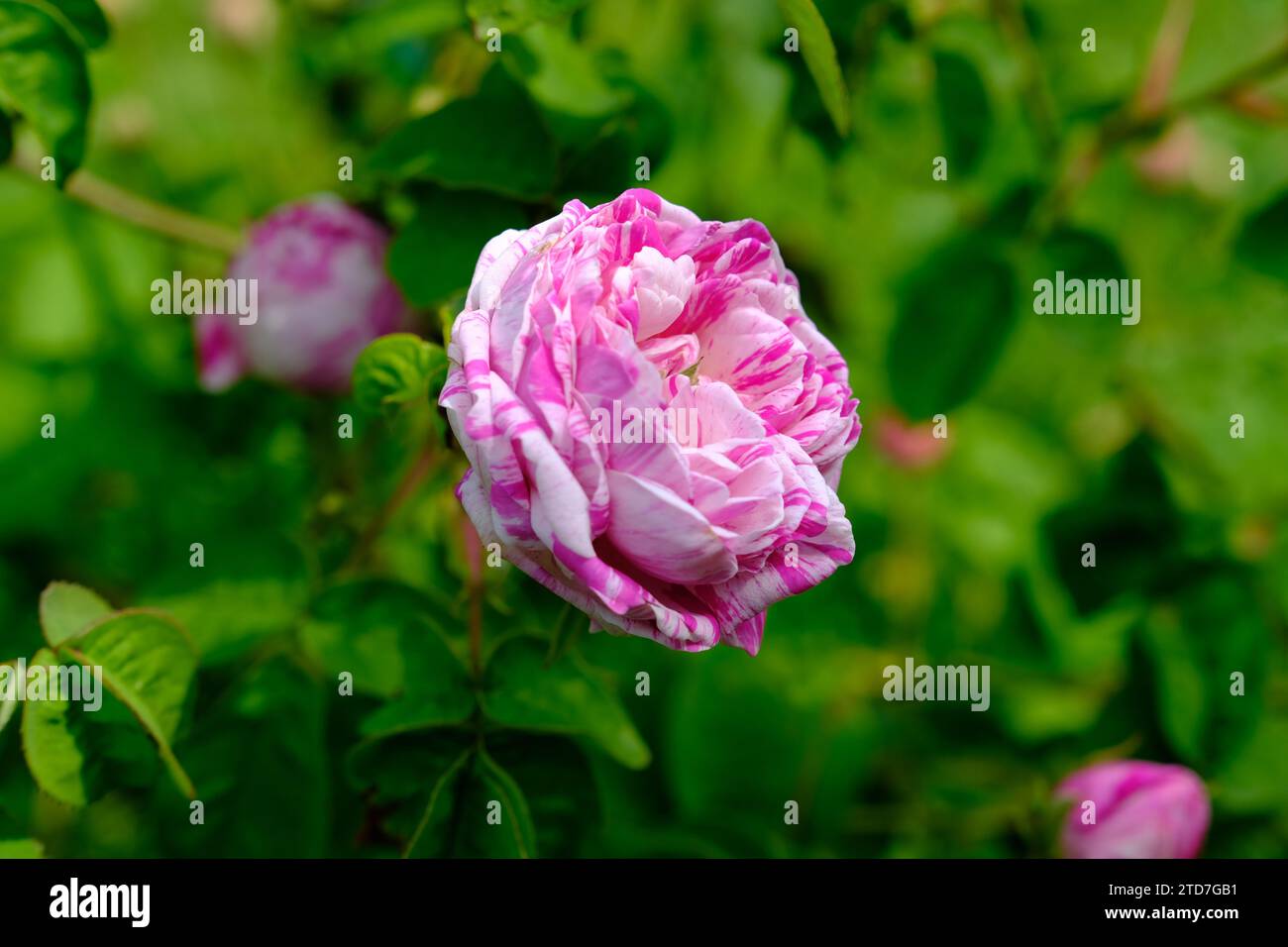 Vienna Austria - Rose garden - People's Garden - blooming rose flower ...
