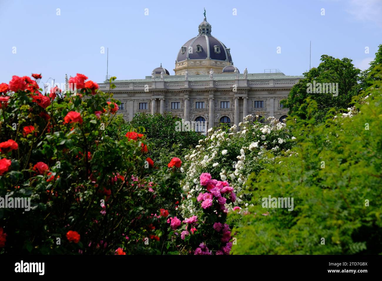 Vienna Austria - Rose garden - People's Garden - blooming rose flower ...