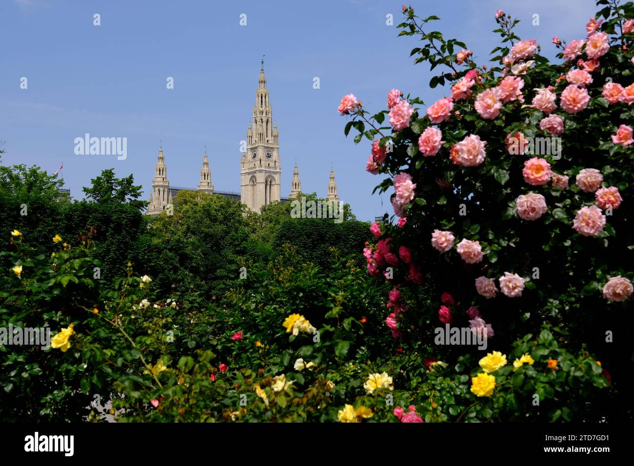 Vienna Austria - Rose garden - People's Garden - blooming rose flower ...