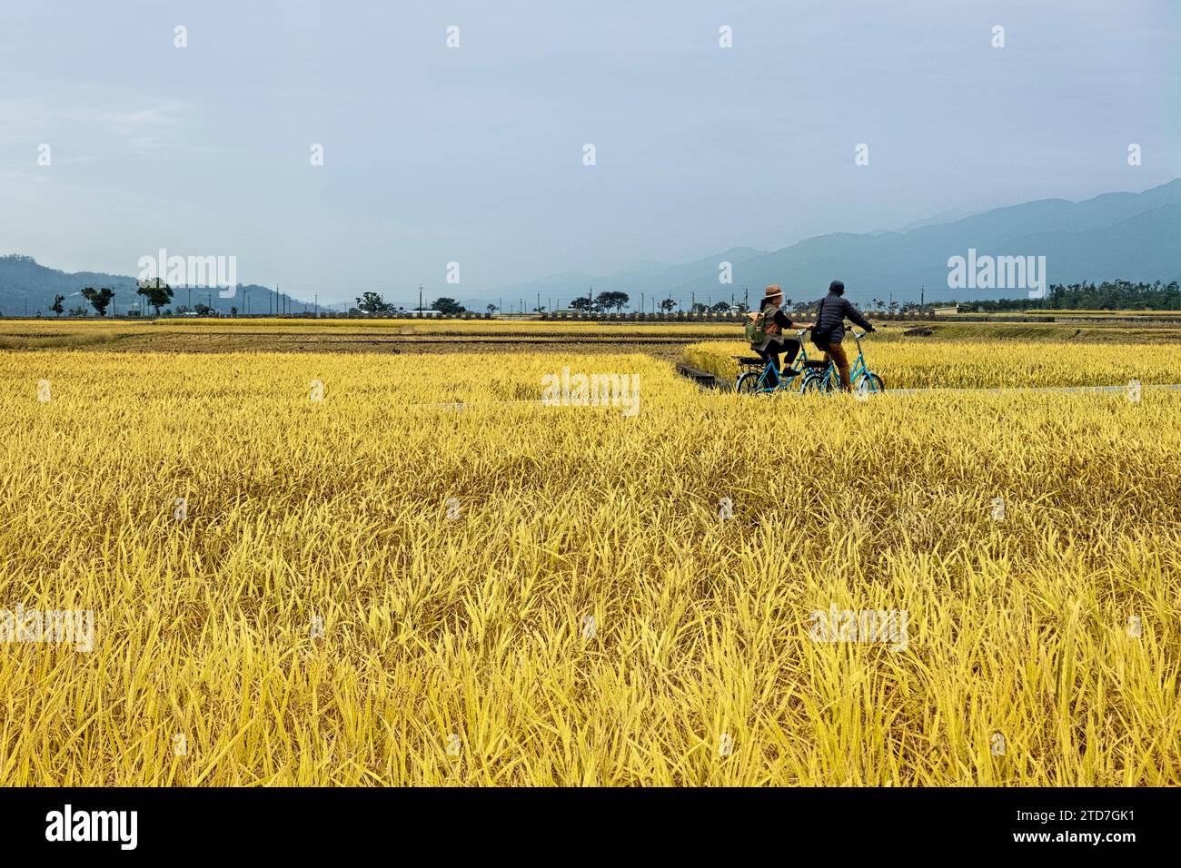 The beautiful rice fields of Chishang at harvest time, Chishang ...