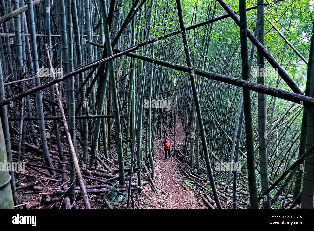 Bamboo forest on the Fenrui Historic Trail, Fenqihu, Chiayi, Taiwan ...