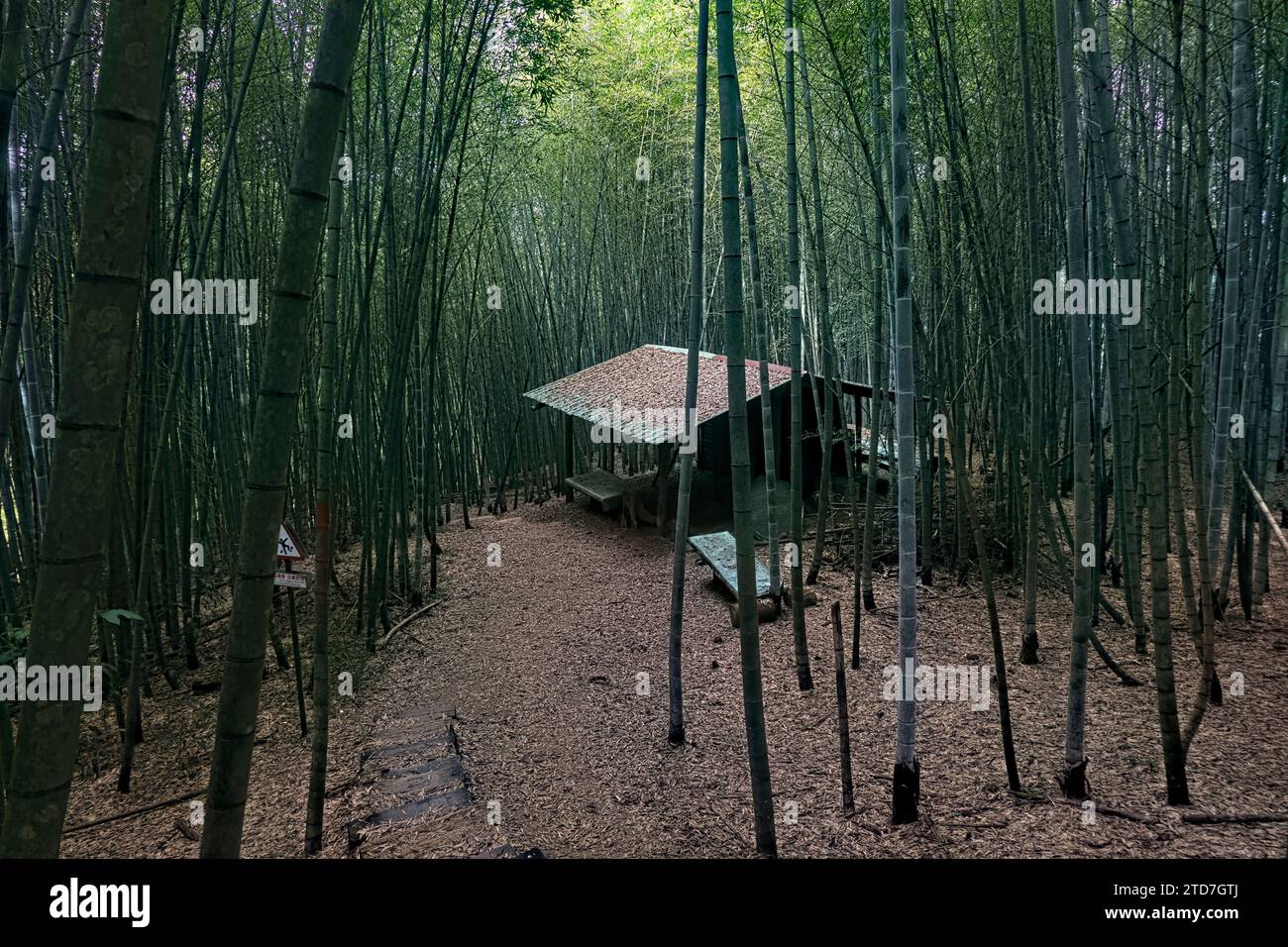 Bamboo forest on the Fenrui Historic Trail, Fenqihu, Chiayi, Taiwan ...