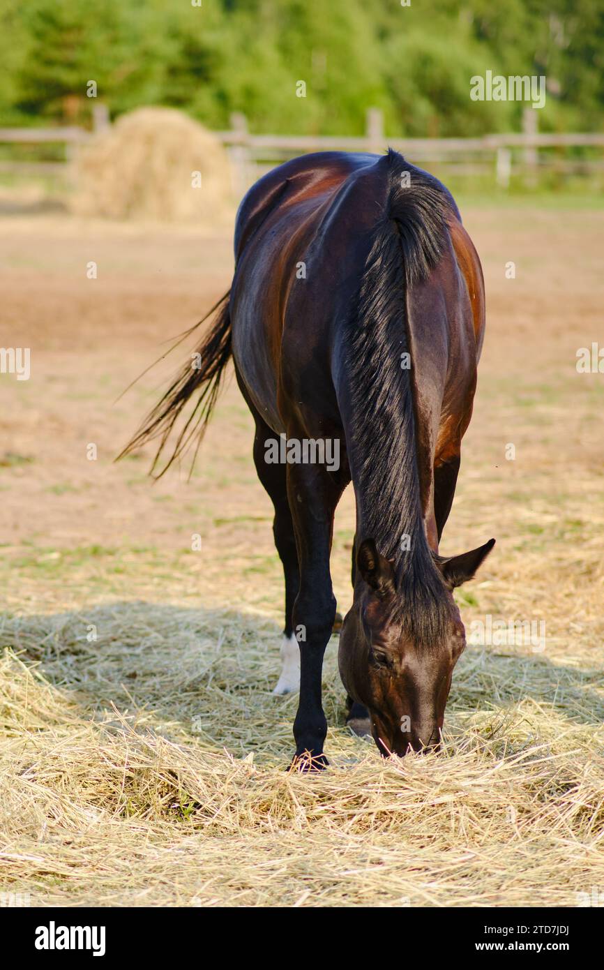 The horse happily munch on the grass and hay, relishing the delicious ...