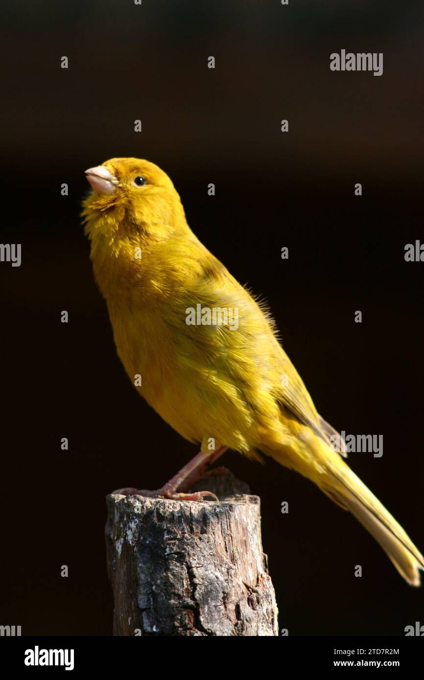 Singing canary hi-res stock photography and images - Alamy