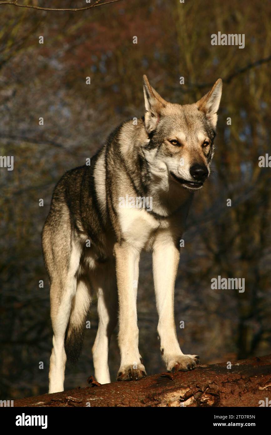 Saarloos wolfhound hi-res stock photography and images - Alamy