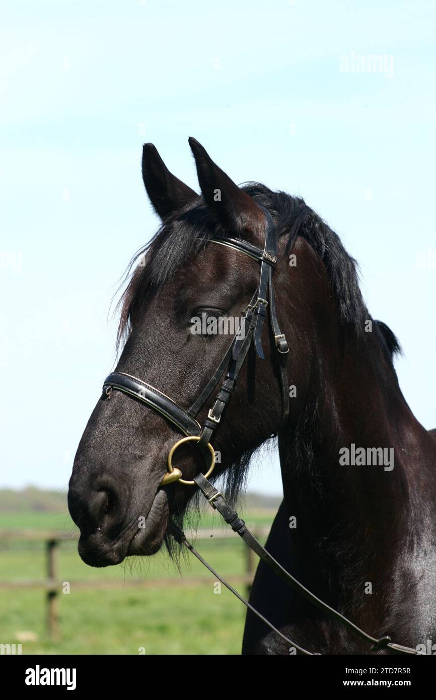 Friesian horse portrait Stock Photo - Alamy