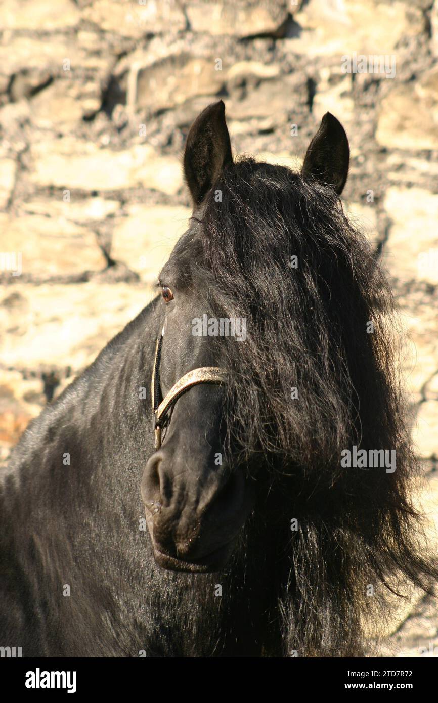 Friesian horse face hi-res stock photography and images - Alamy
