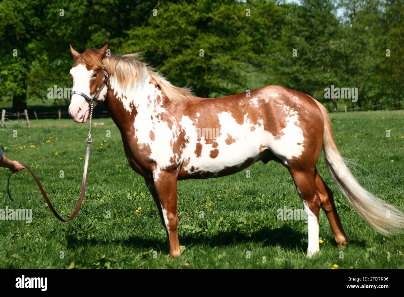 American paint horse Stock Photo - Alamy
