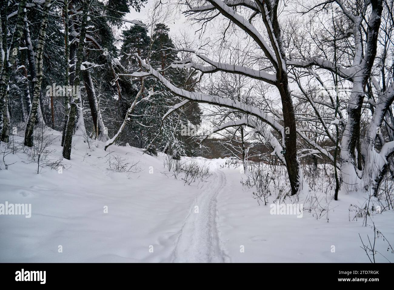 Winter forest landscape with a path in the snow Stock Photo - Alamy