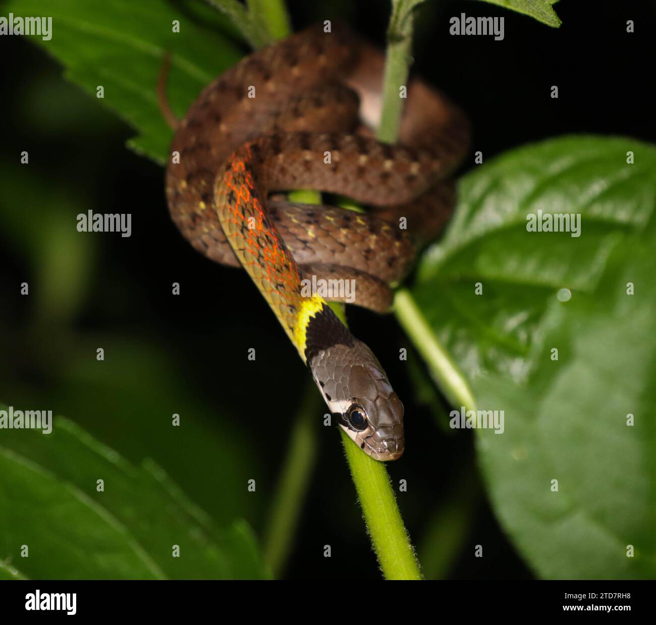 red-necked keelback snake in a tree Stock Photo - Alamy