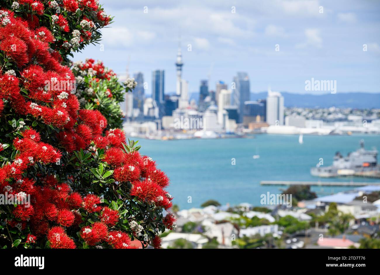 Pohutukawa trees in full bloom. Out-of-focus Auckland Sky Tower and ...