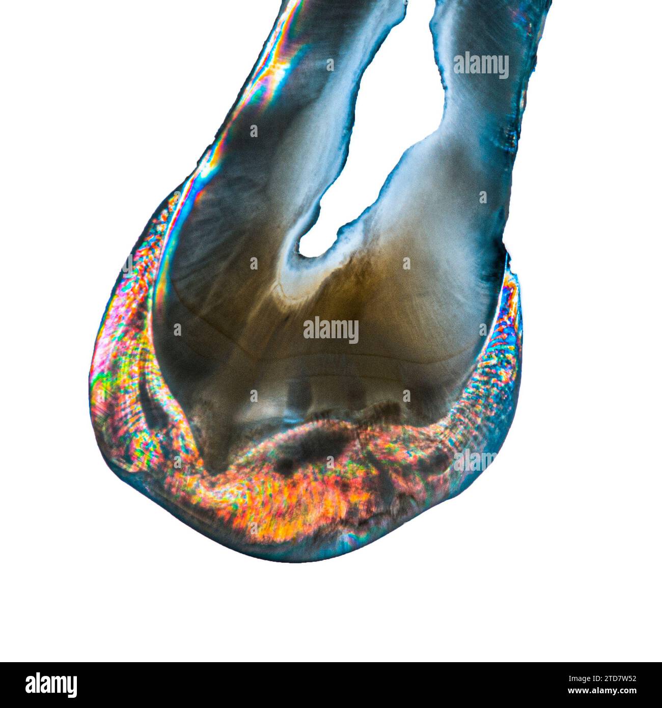 tooth slice macro cross polar picture Stock Photo - Alamy