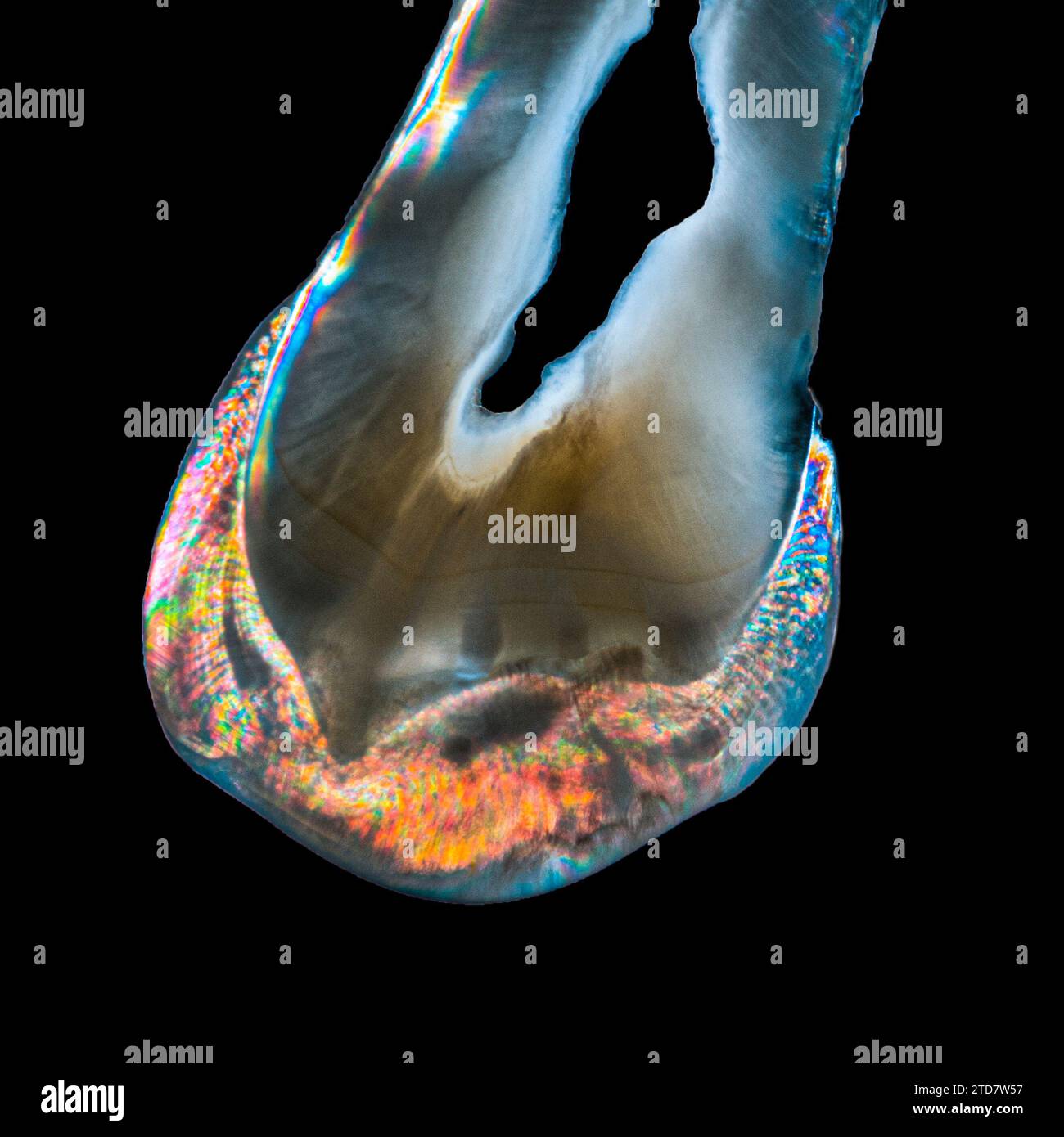 tooth slice macro cross polar picture Stock Photo - Alamy