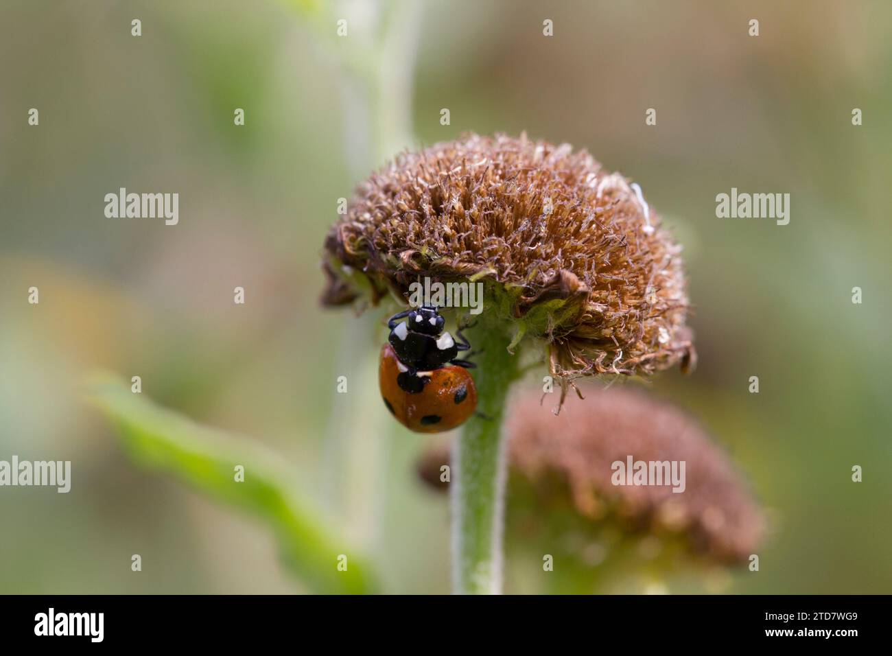Seven-Spotted Ladybird on Common Fleabane, UK. September Stock Photo ...