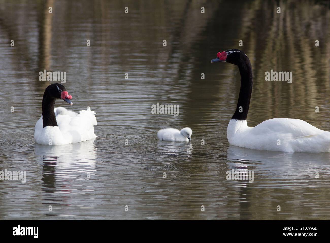 Melancoryphu hi-res stock photography and images - Alamy
