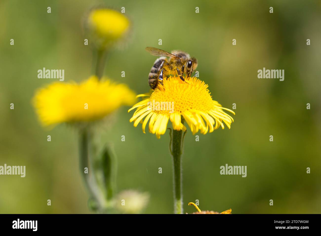 Western Honey Bee on Common Fleabane, UK. September Stock Photo - Alamy