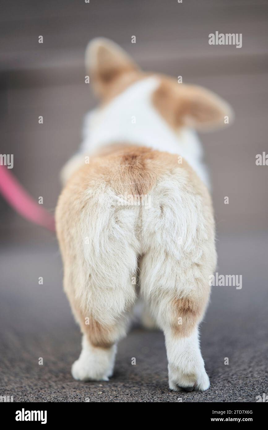 Welsh Corgi dog standing with his back to the camera Stock Photo - Alamy