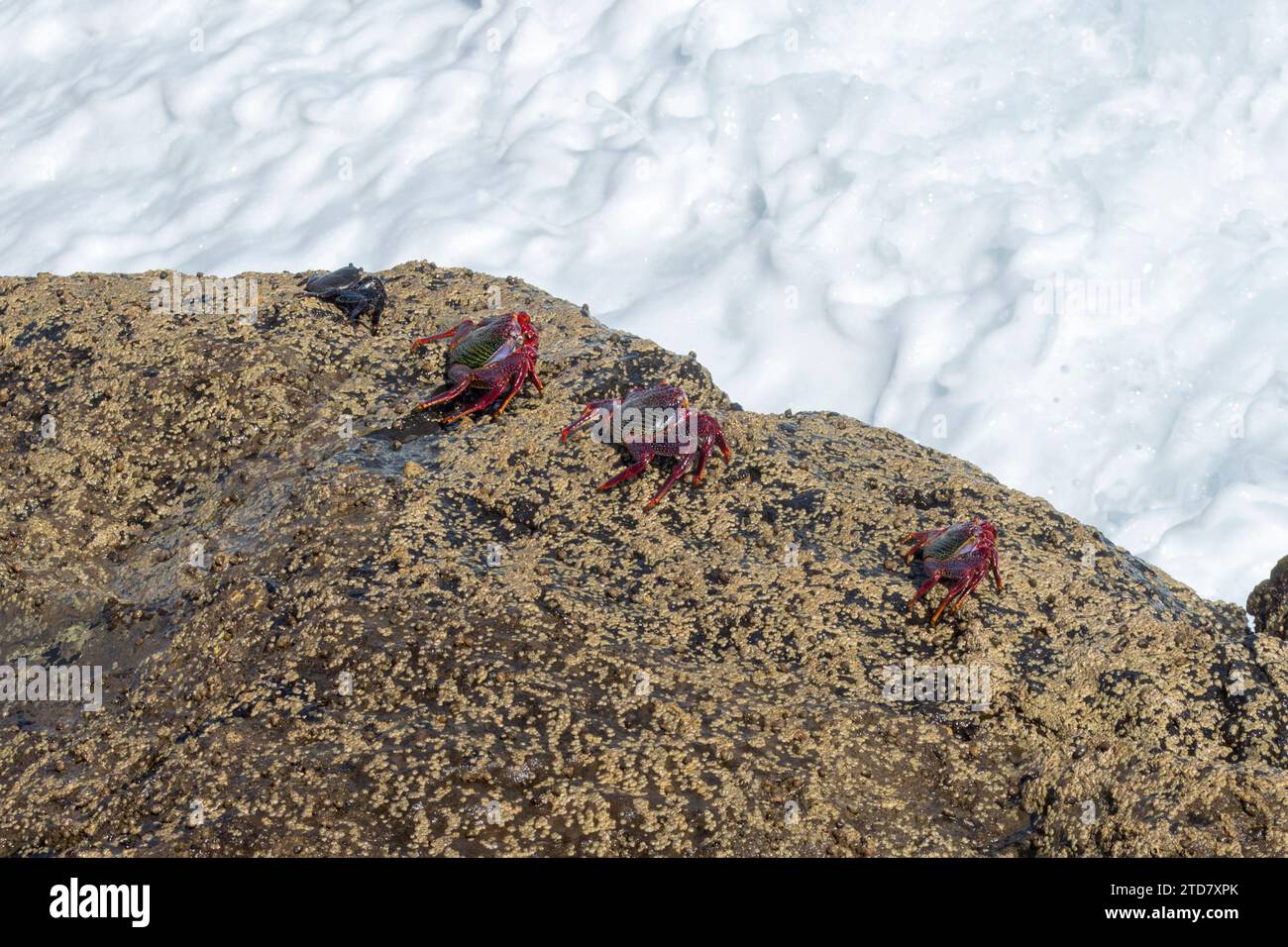 Cangrejos de mar hi-res stock photography and images - Alamy
