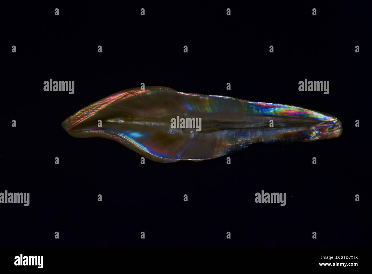 tooth slice macro picture Stock Photo - Alamy