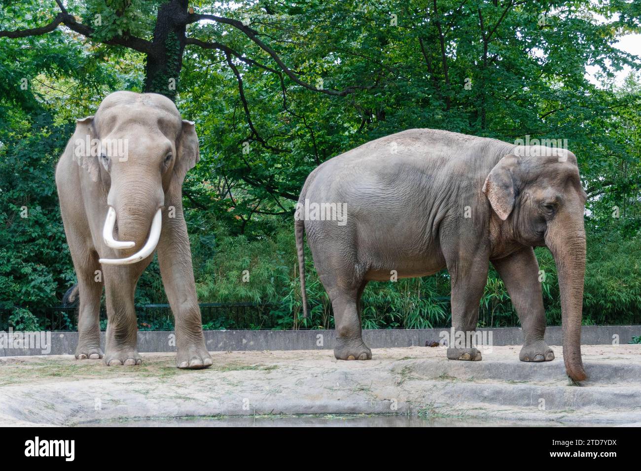 Asian elephants at the Berlin zoo, summer 2016 Stock Photo - Alamy