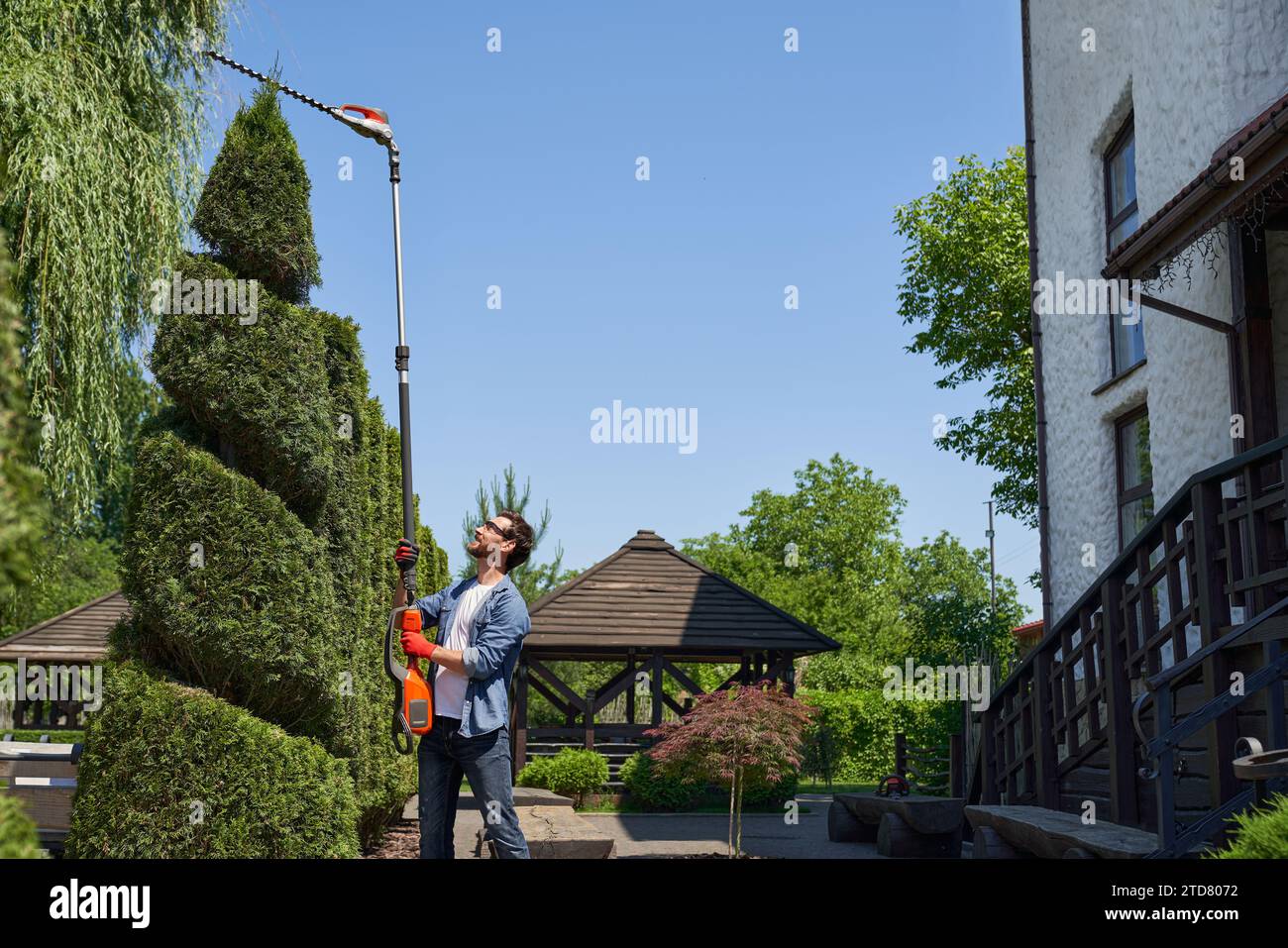 Skilful gardener using high-altitude hedge trimmer while shaping bush ...