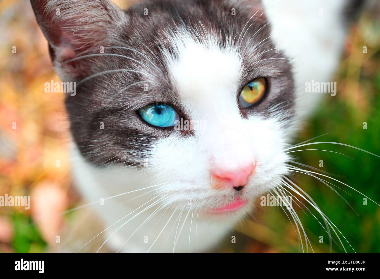 Turkish van cat kitten hi-res stock photography and images - Alamy