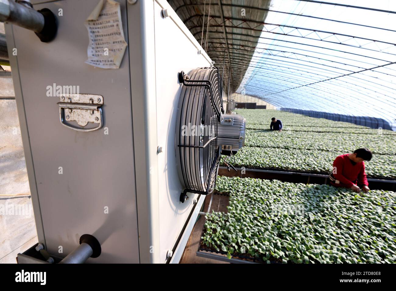 ZAOZHUANG, CHINA - DECEMBER 17, 2023 - A farmer installs heating ...