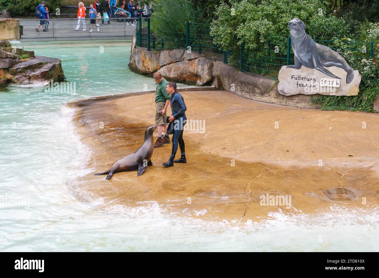 seals feeding time at the Berlin zoo, summer 2016 Stock Photo - Alamy