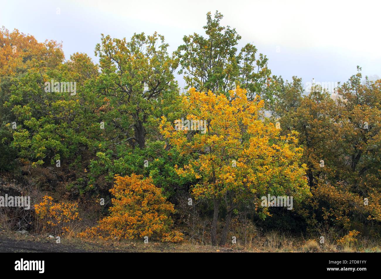 oak fall trees in Etna Park, Sicily, Italy Stock Photo - Alamy