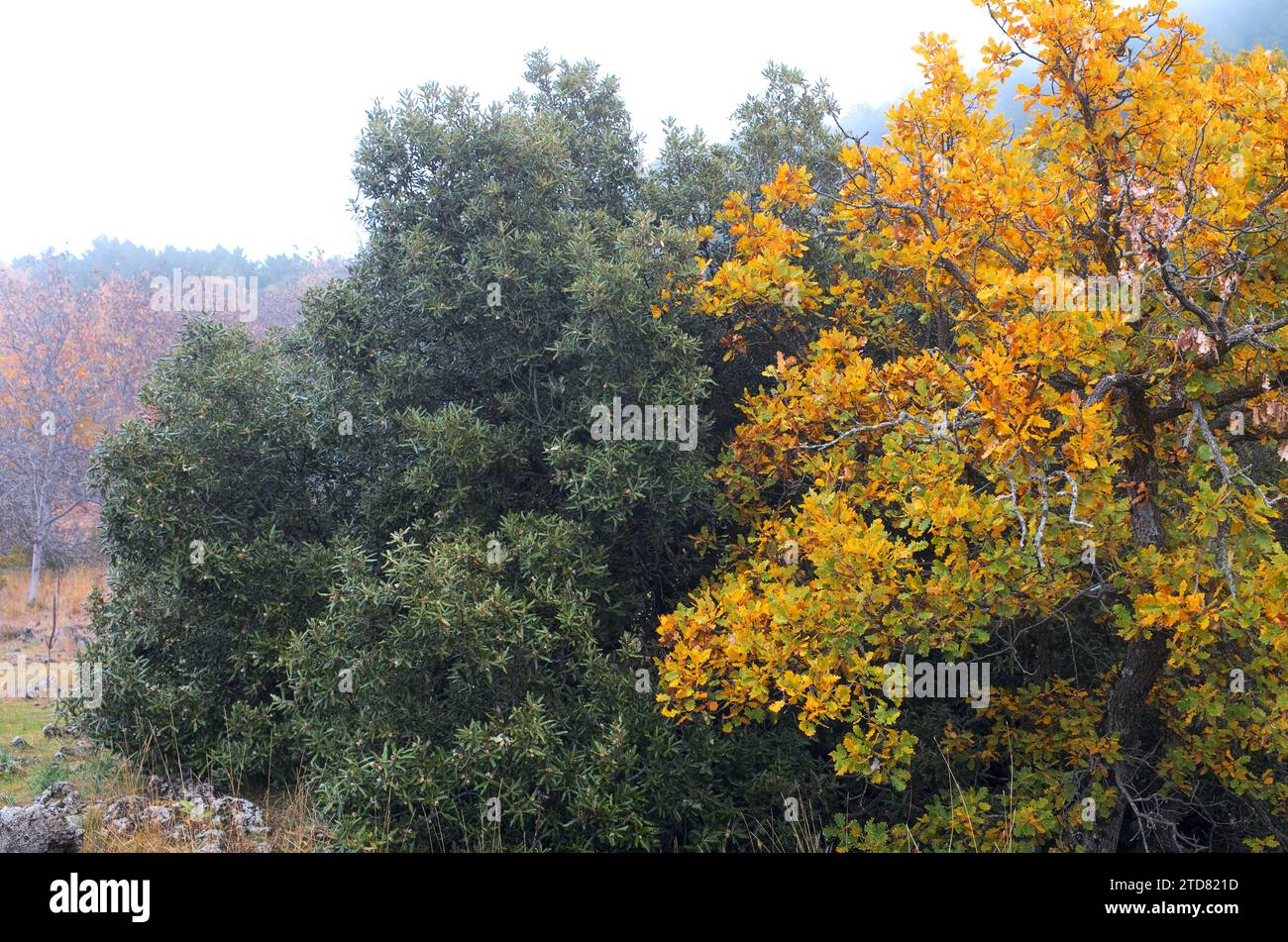 Deciduous and evergreen trees hi-res stock photography and images - Alamy