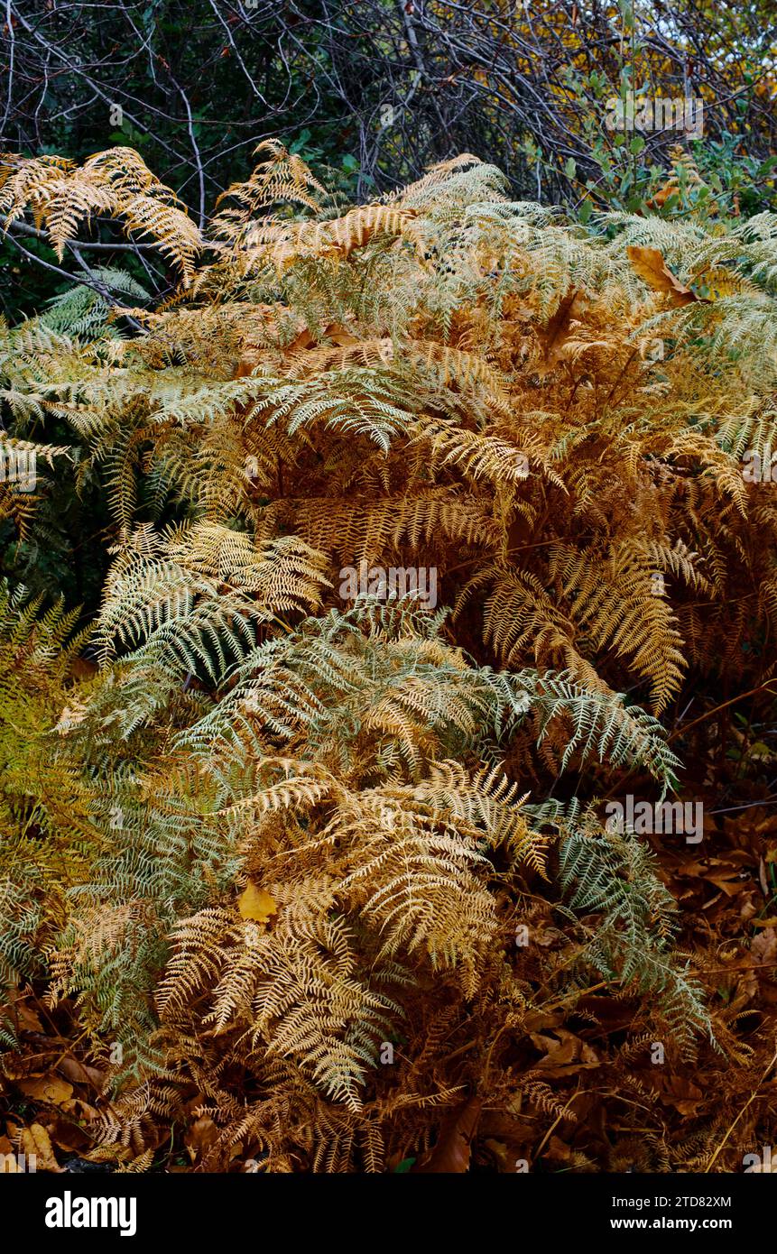 Monte intraleo hi-res stock photography and images - Alamy