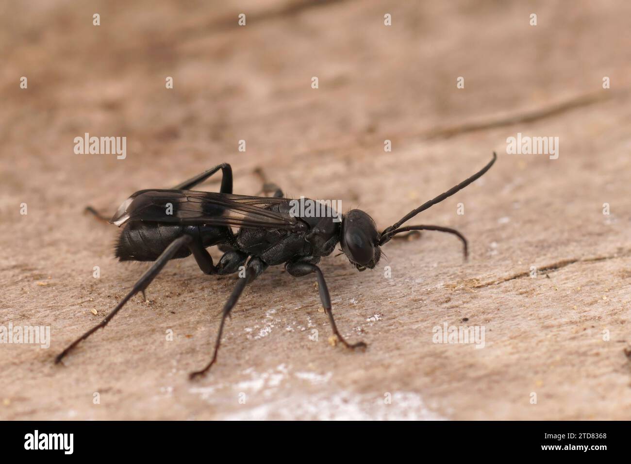 Detailed closeup on a Mediterranean black spider wasp species of the ...